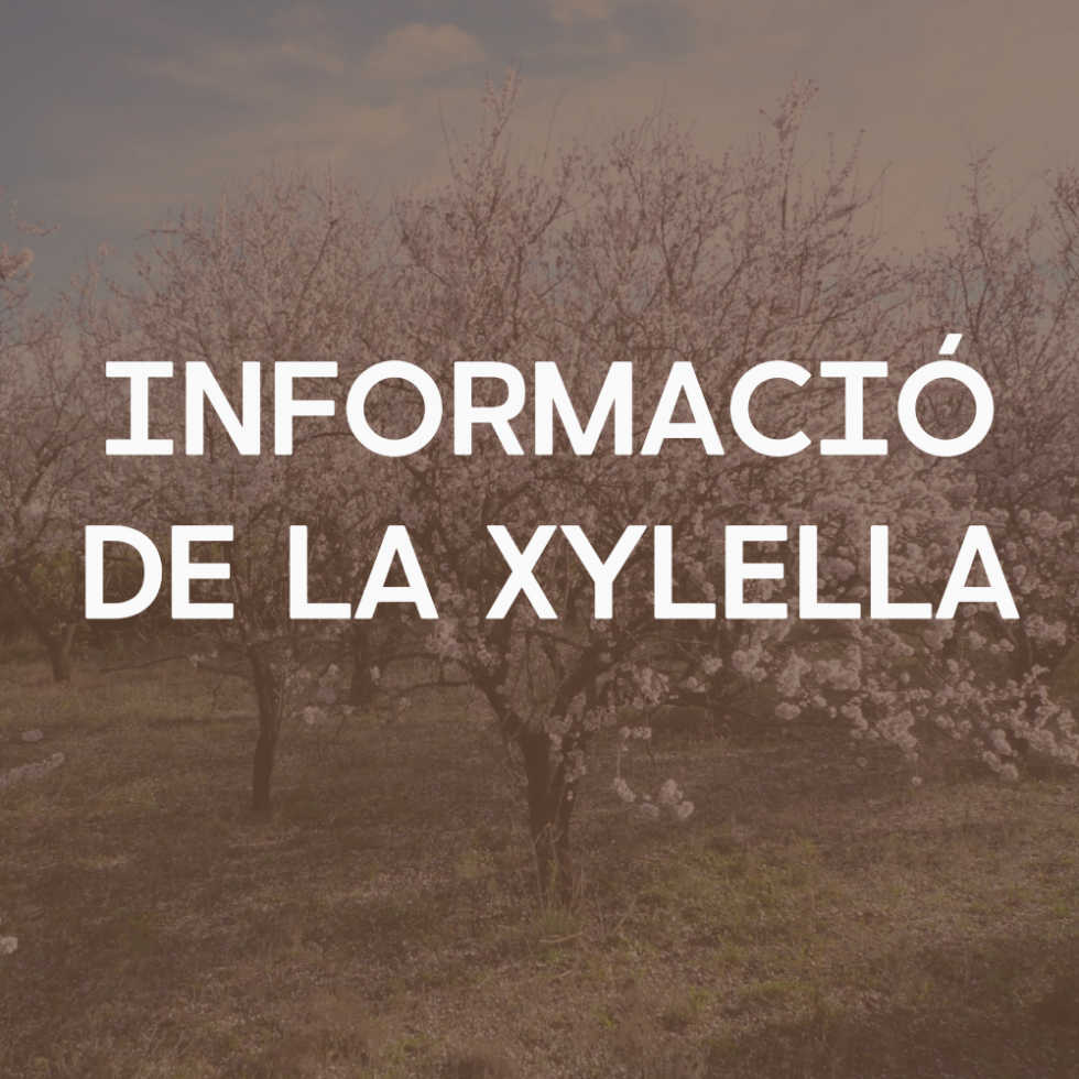 Inicio - Ayto. Xaló